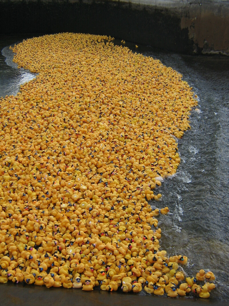 Entenrennen - Derby Duck Race